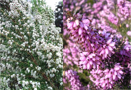 Erica..FIORE PERENNE