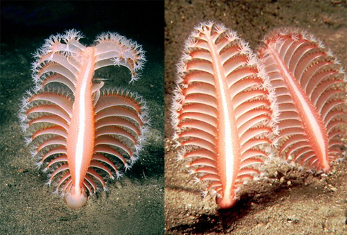 abissi marini...e creature...