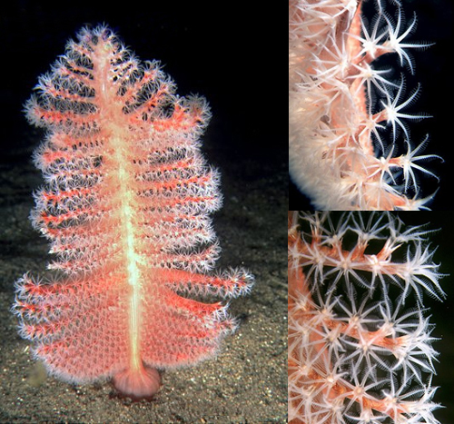 I fiori del mare Anemoni